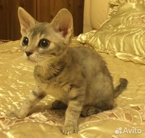 Неаллергенная Веснушка) Бесконечный заряд Позитива
