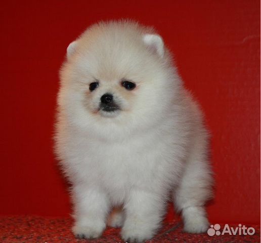 Пушистые Медвежата