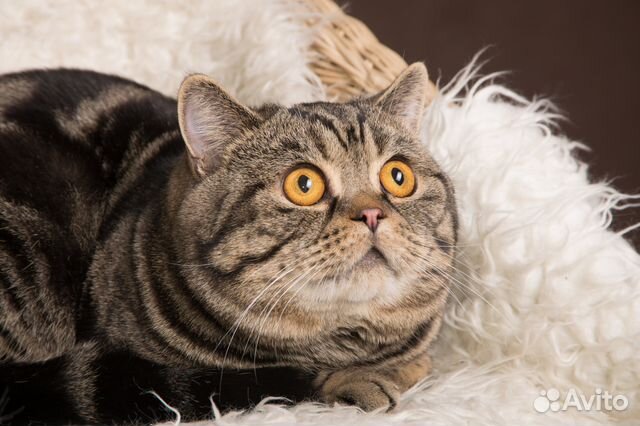 Для вязки с вислоухой