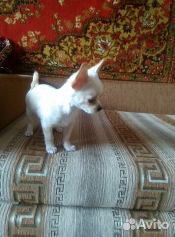 Вязка с чихом