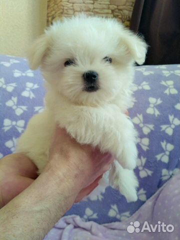 Белоснежный мальчик. РКФ