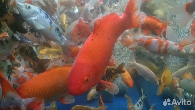 Рыба для пруда