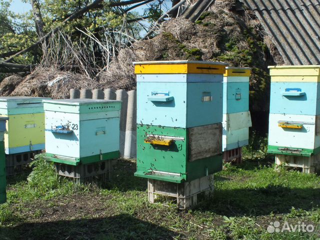 Пчелопакеты, пчелосемьи