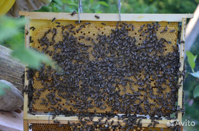 Пчелы: семьи, отводки. Карпатка