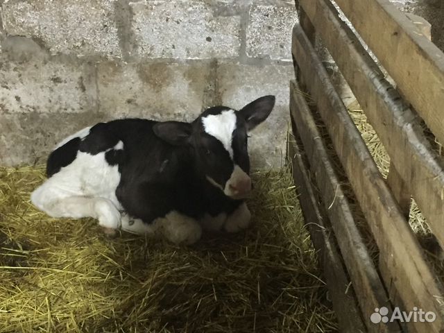 Продам телят молочной породы голштин