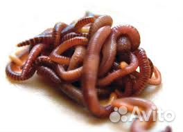 Калифорнийский черви