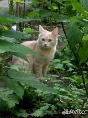 Персиковая красота+ нежный характер- Персик