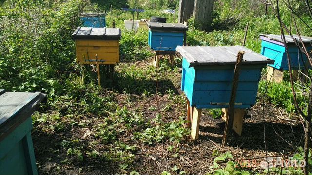 Матка, пчелы