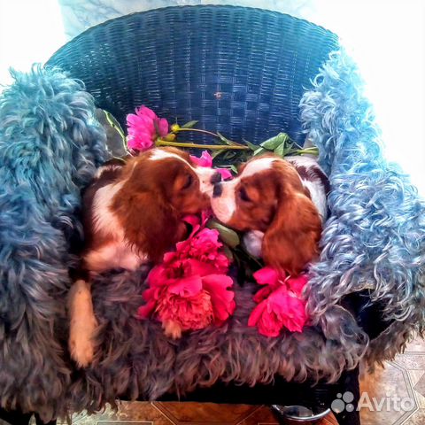 Кавалер кинг чарльз спаниель- королевская собака