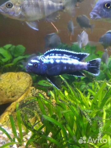 Псевдотрофеус интерруптус