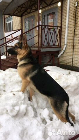 Немецкая овчарка (помесь овчарки)