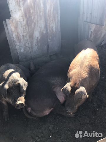 Свини на мясо
