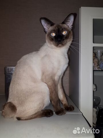 Приглашаем кошечек