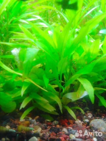 Аквариумные растения - лимонник, папоротник и др