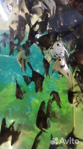 Рыбка оптом