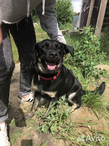 Метис лабрадора в дар