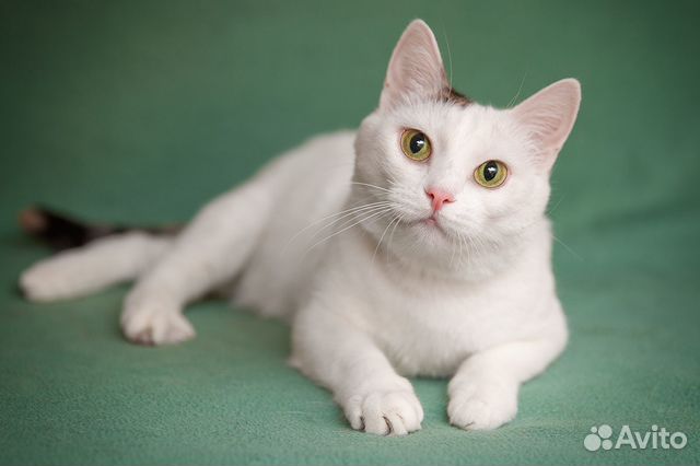 Амура - красивая трехцветная кошечка