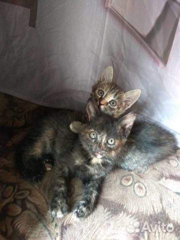 Дворяне ищут дворянское гнездо