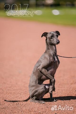 Кобель левретка для вязки
