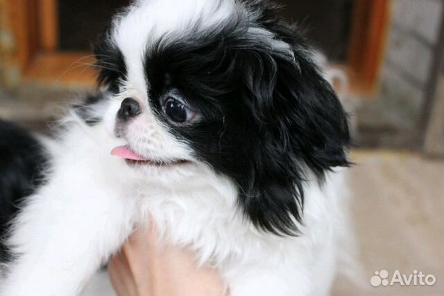 Японский хин