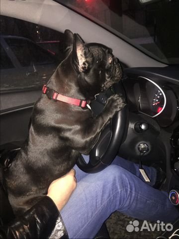 Красавец Французик ищет свою принцессу