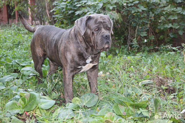 Кобель кане корсо серо-тигровый на вязку