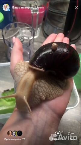 Улитка ахатина