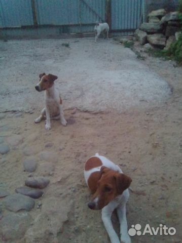 Щенки гладкошерстного фокстерьера