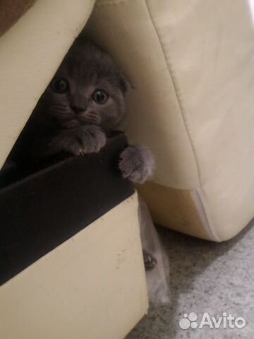 Шотландские плюшевые котята