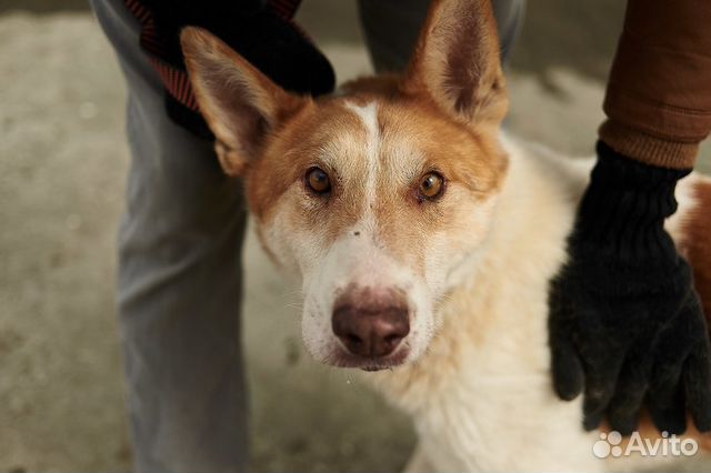 Спокойный и добрый Гузи в поисках дома