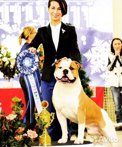 Предлагается кабель для вязки Американский бульдог