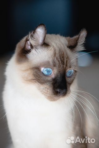 Котенок породы Американский Керл