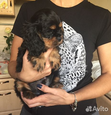 Кавалерчик-кинг-чарльз спаниель