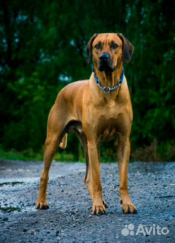 Вязка. Кобель Родезийского Риджбека