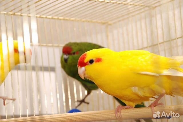 Краснолобые какарИки (новозеландские )