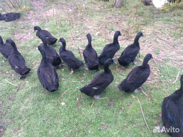 Продам племенных селезней утки каюга