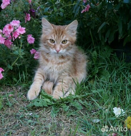 Коты в ответственные руки