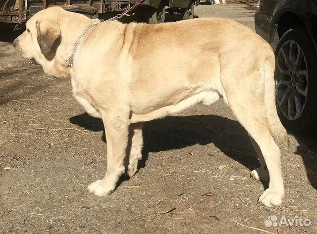 Испанский мастиф вязка