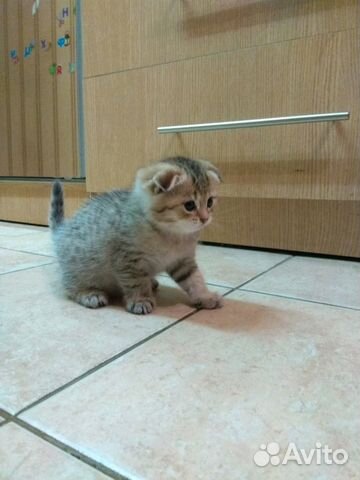 Кошечка Британка табби