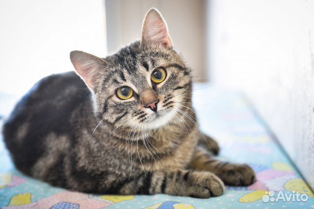 Самый лучший кот Знарок ищет самый лучший дом