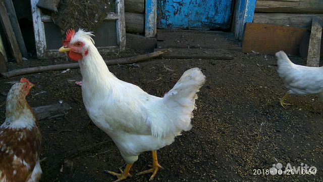 Продаются молодые петухи разных пород