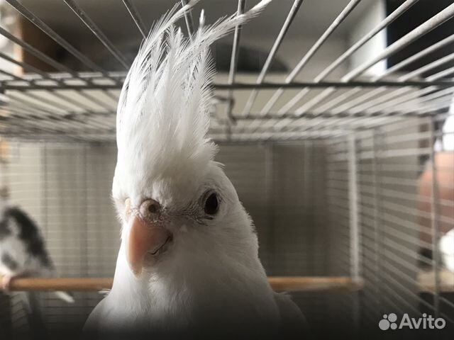 Попугай Корелла птенцы