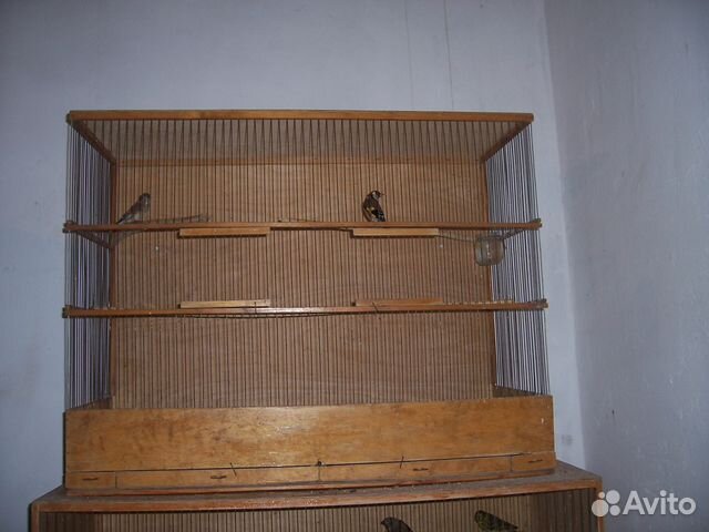 Поющие птицы