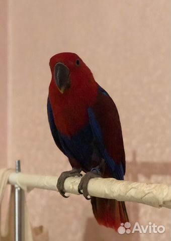 Молодая самка эклектуса (продажа/обмен)