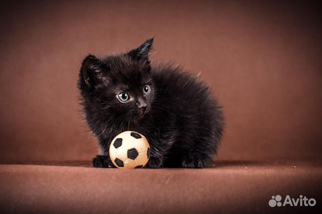 Котенок Триша в добрые руки