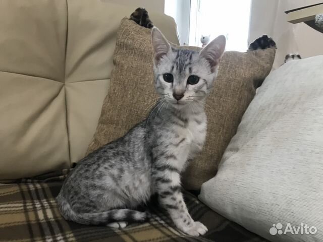 Египетская мау Яроши