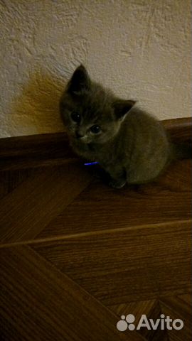 Котенок Британец