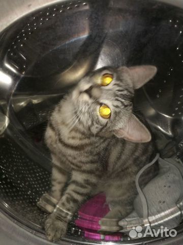 Кошечка ищет новый дом