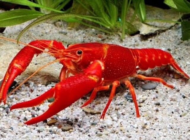 Раки флоридские