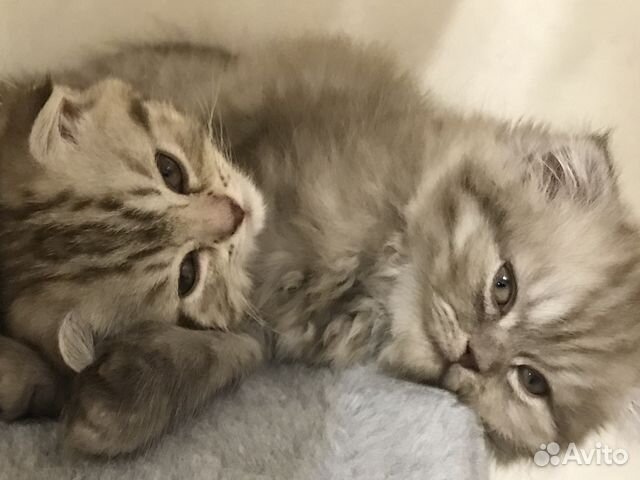 Шотландский вислоухий котёнок (девочка)